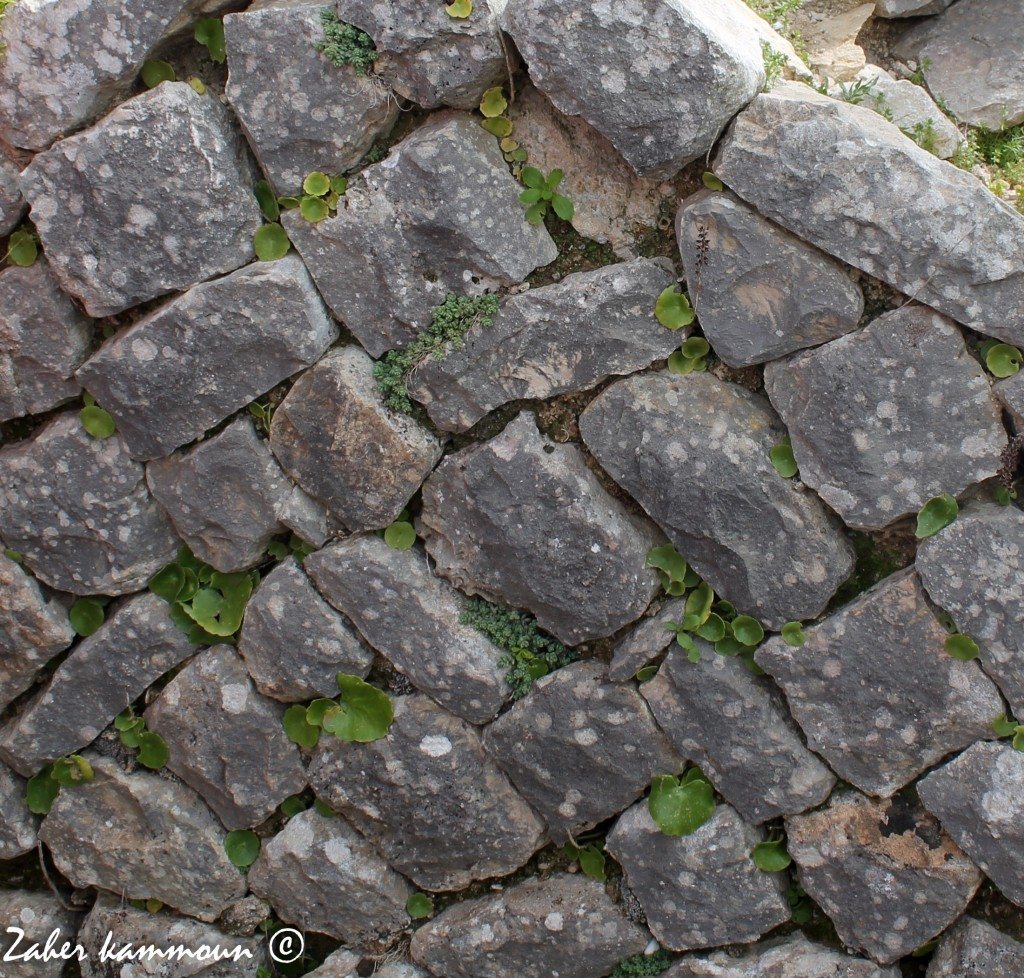 Zaher Kammoun » » Le site archéologique de Dougga