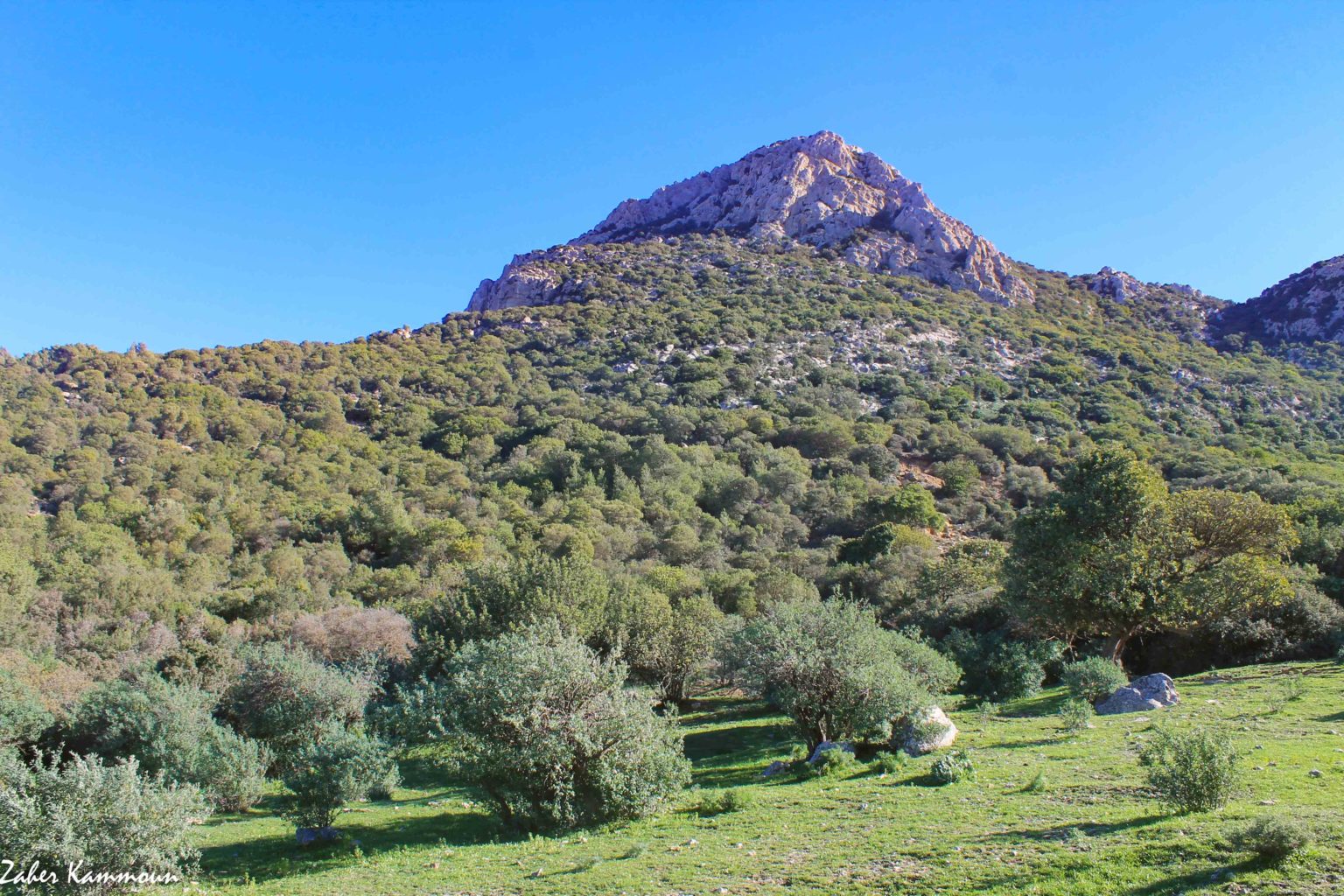 Zaher Kammoun » » Le parc national de Djebel Zaghouan