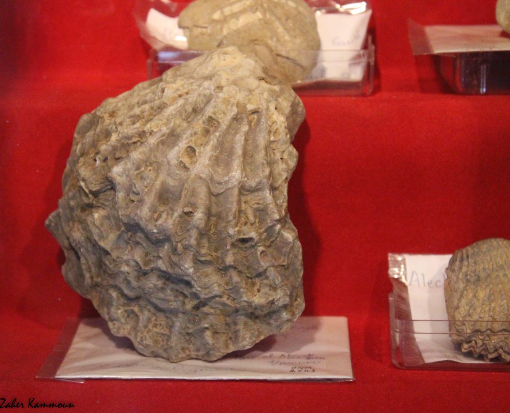 Zaher Kammoun » » Le musée du service géologique de la Tunisie