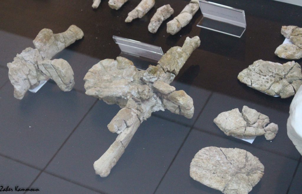 Zaher Kammoun » » Le musée du service géologique de la Tunisie